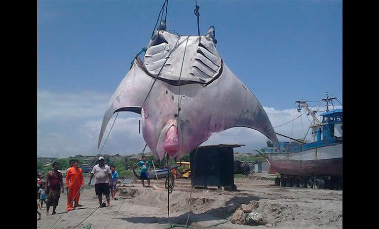 Aplicación para la conservación de mantarrayas gigantes en Perú